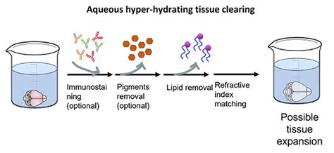 Tissue Clearing Methods And Applications For Fluorescence Imaging Oxford Instruments