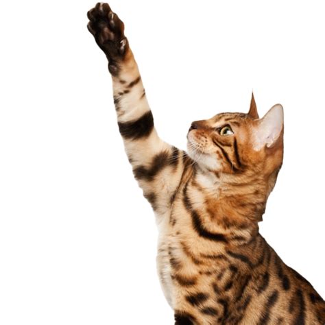 Toxocara In Cats Symptoms Diagnosis Treatment And Prevention