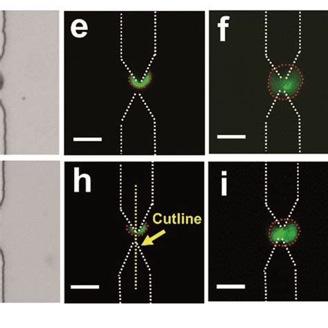Results Of Electrical Lysis Using Split Bpes Sequential Brightfield Download Scientific