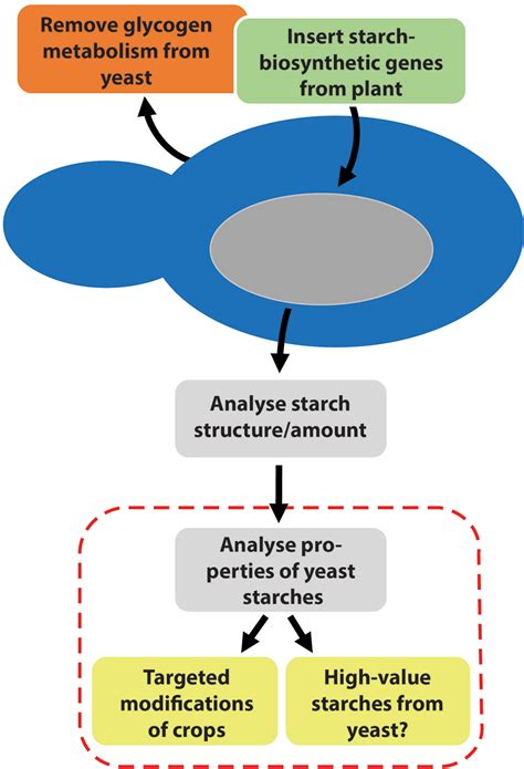 Making Starch In Yeast 2017 Wiley Analytical Science