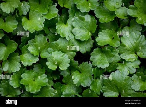 Lawn Marsh Pennywort Hi Res Stock Photography And Images Alamy