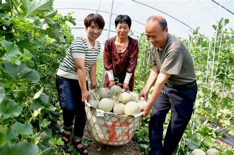安徽亳州订单农业助农增收 腾讯新闻