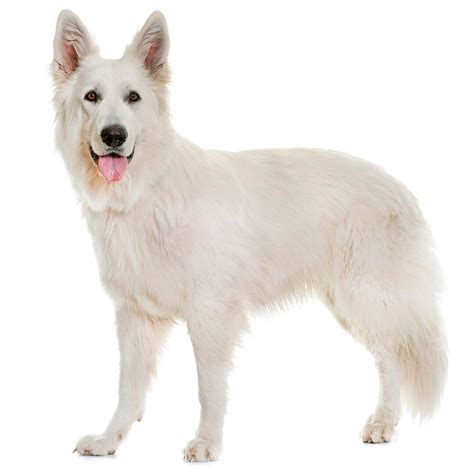 Swiss White Shepherd Dog Breed Information Purina