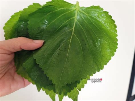 깻잎키우기 깻잎효능 깻잎 매일먹으면 좋은 8가지 효능 네이버 블로그