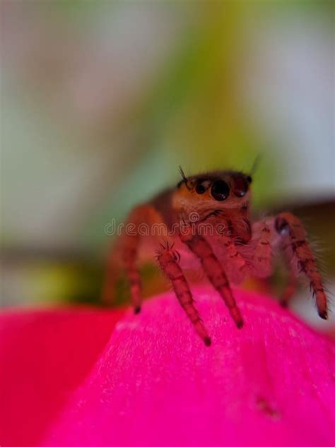 The Beauty Of Macro Photography Of Jumping Spider Phidippus Audax Regius Perched On The Branches