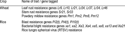 Disease Resistance Genes Molecularly Tagged In Wheat And Rice