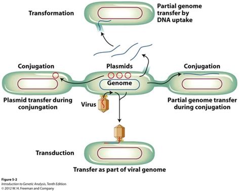 Genetics Chapter 5 Flashcards Quizlet