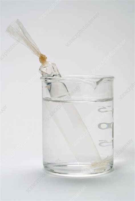 Osmosis Experiment Stock Image C Science Photo Library
