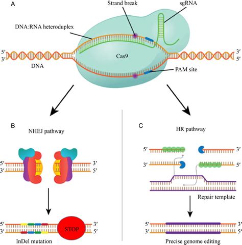 Crisprcas9 System Components And Pathways A Components Required For