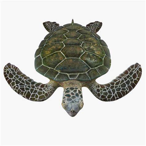 Turtle Shell 3d Model