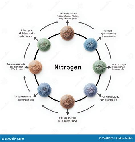 Nitrogen Cycle In Nature Explain The Given Diagram Of Nitrogen Cycle