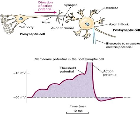Presynaptic Neuron Vs Postsynaptic Neuron