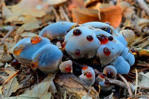 Bleeding Tooth Fungi More Cool Pictures