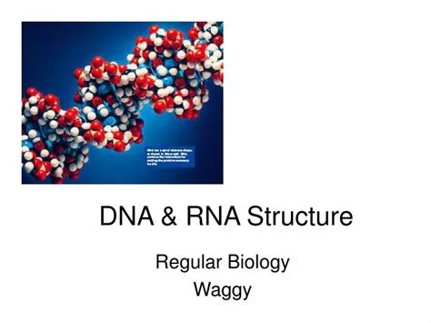 PPT DNA RNA Structure PowerPoint Presentation Free Download ID