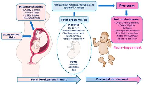 IJERPH Free Full Text Effect Of Musical Stimulation On Placental