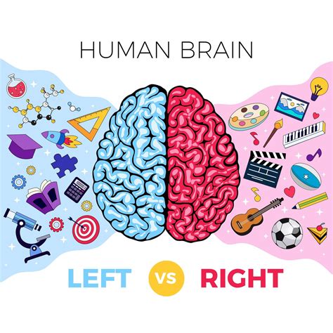 Human Brain Anatomy Left Right Functions Vector Illustration Concept