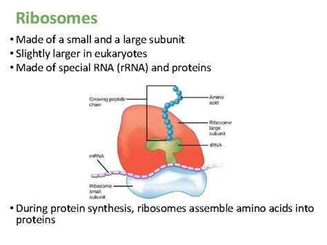 Biology 2 E Module 3 Cell Structure Power