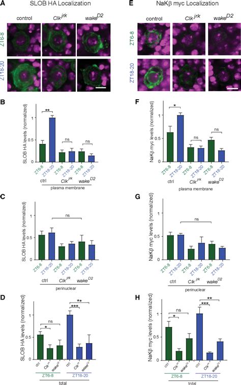 Figure 5 From Clock Generated Temporal Codes Determine Synaptic Plasticity To Control Sleep