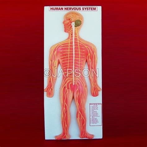 Human Model Nervous System