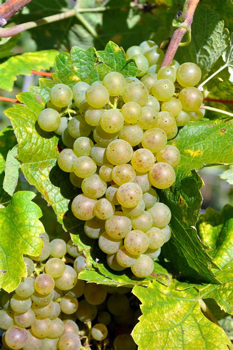 Гранже - сорт винограда