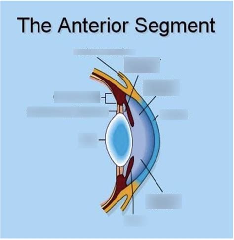 Anterior Segment Diagram Quizlet
