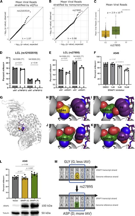 Single Cell Genome Wide Association Reveals That A Nonsynonymous