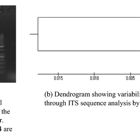 A Amplification Of A Brassicicola Isolates Using Internal Transcribed