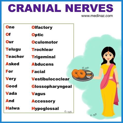 Cranial Nerves Mnemonics Anatomy Simplified Cranial Nerves Study Flashcards Cranial