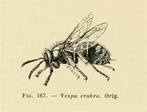 Nemfrog Fig 167 Animaux Venimeux Et Venins V 1 1922