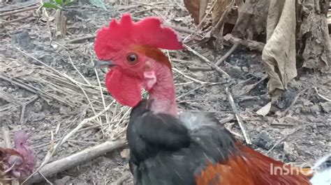 Dib Qaib Qus February 4 2025 Youtube