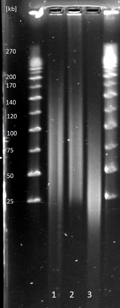 Using Covaris G Tubes For Gdna Fragmentation