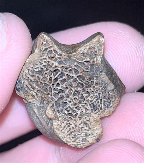Saber Tooth Cat Smilodon Bone Fragment From The La Brea Tar Pits R