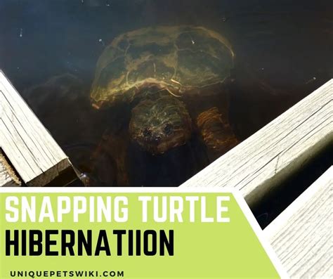 Do Snapping Turtles Hibernate In The Winter