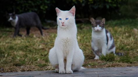 How Many Cats Are In The World In 2025