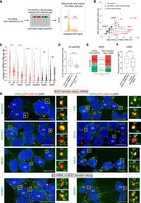 Cell Cycle Dependent Mrna Localization In P Bodies Molecular Cell