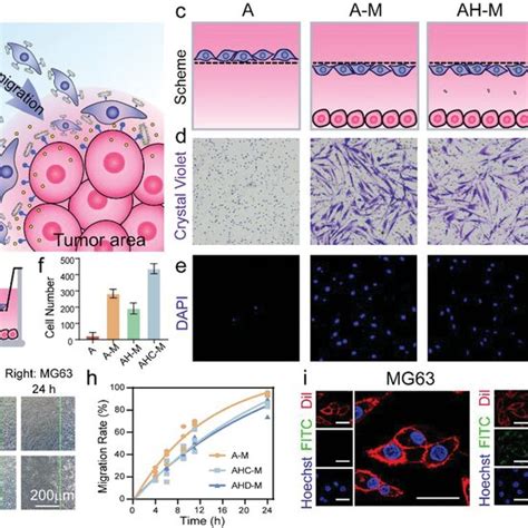 Tumor‐tropic Migration Of The Living Materials And Targeted Ability Of