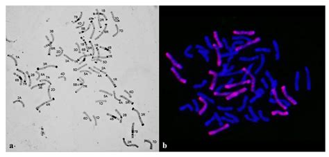Plant Cell Chromosomes