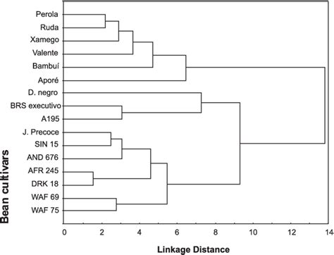 dendrogram obtained by cluster analysis of bean cultivars using ward s