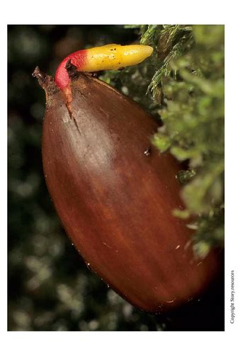 Large Spring Photo Set Resources Seasons Eyfs Ks1 Display Teaching Resources Large Spring Photo Set Resources Seasons Eyfs Ks1 Display Teaching Resources