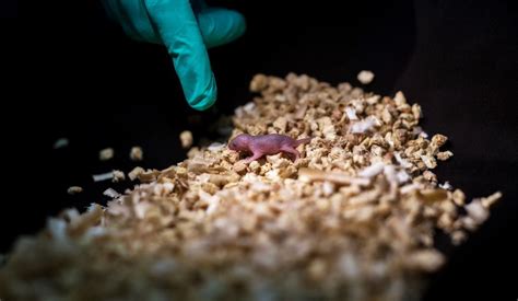 Scientists Breed Mice From Single Sex Parents Breaking The Rules Of Reproduction