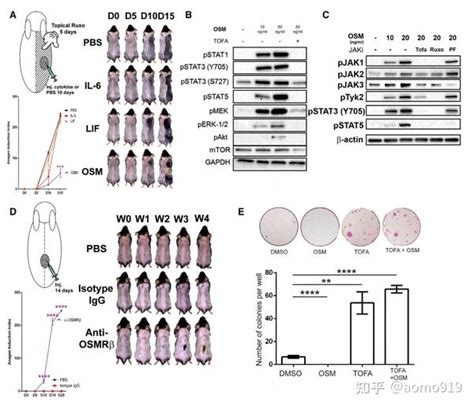 Abmole科研 一组trem2真皮巨噬细胞分泌osm以维持毛囊干细胞静止 知乎