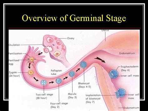 Prenatal Development Birth And The Newborn Behavioral Science