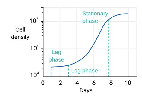 Mammalian Cell Growth Labster