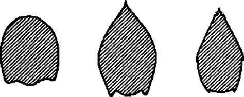 Figure 34 From Macrobrachium Rosenbergii De Man 1879 The Antennal Gland And The Role Of