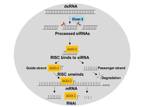 Rna干扰实验 深圳亚舟生物科技有限公司