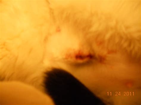 Is My Cats Incision Infected The Cat Site