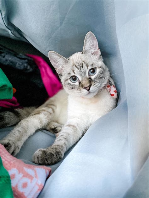 My Sweet Princess R Lynxpointsiamese