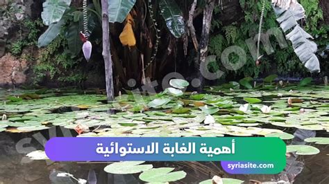 تعرف على المغارة الاستوائية في مدينة طرطوس في سوريا 2024