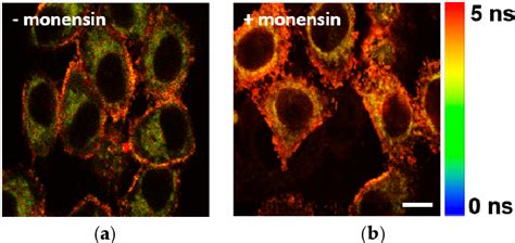Figure 6 From A Simple Bodipy Based Viscosity Probe For Imaging Of