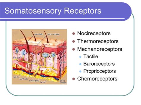 Exams And Me Sixth Sense Somatosensory System Proprioceptors
